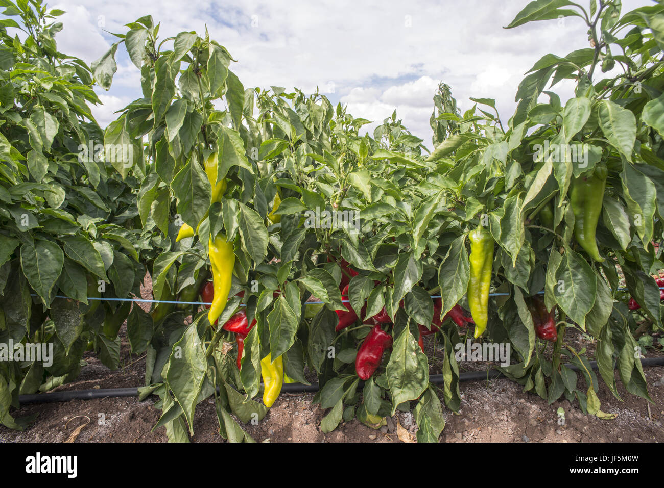 Plantations of peppers in the field Stock Photo - Alamy
