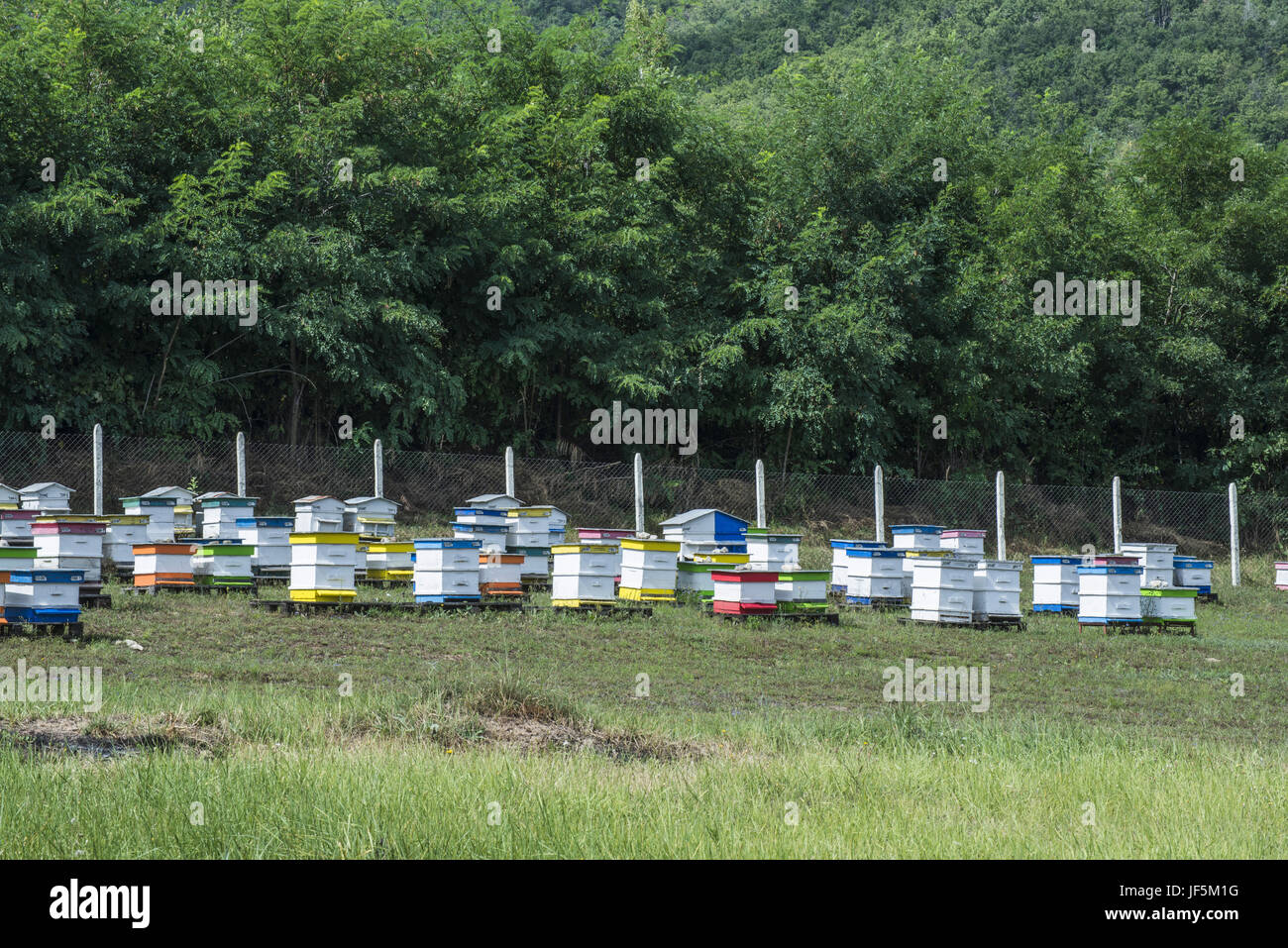 Beehives in bee farm Stock Photo - Alamy