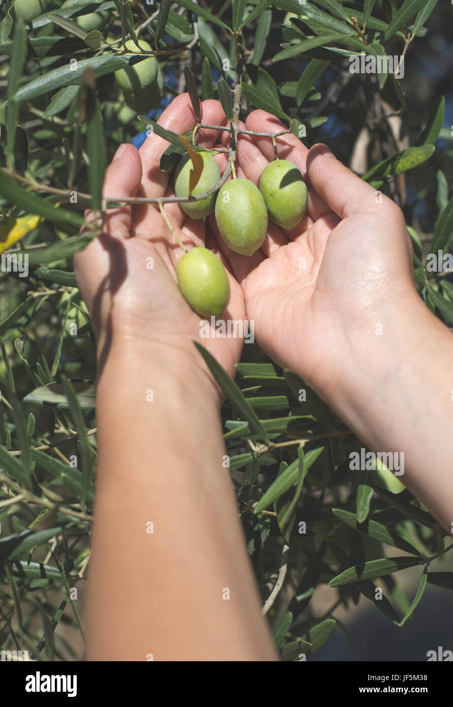 Hand holding olive branch Stock Photo - Alamy