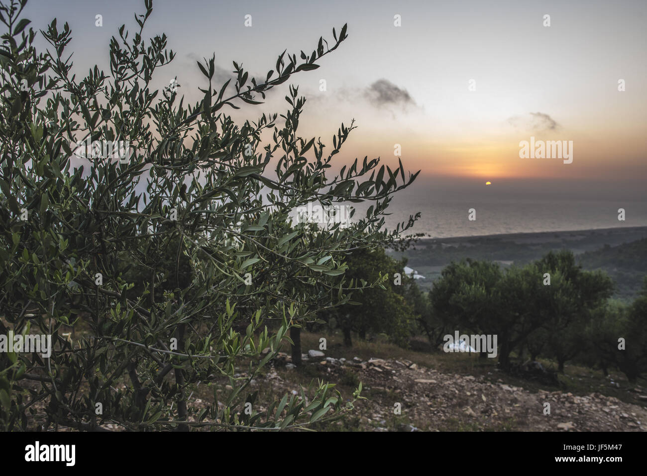 Olive trees, sea and sunset Stock Photo - Alamy