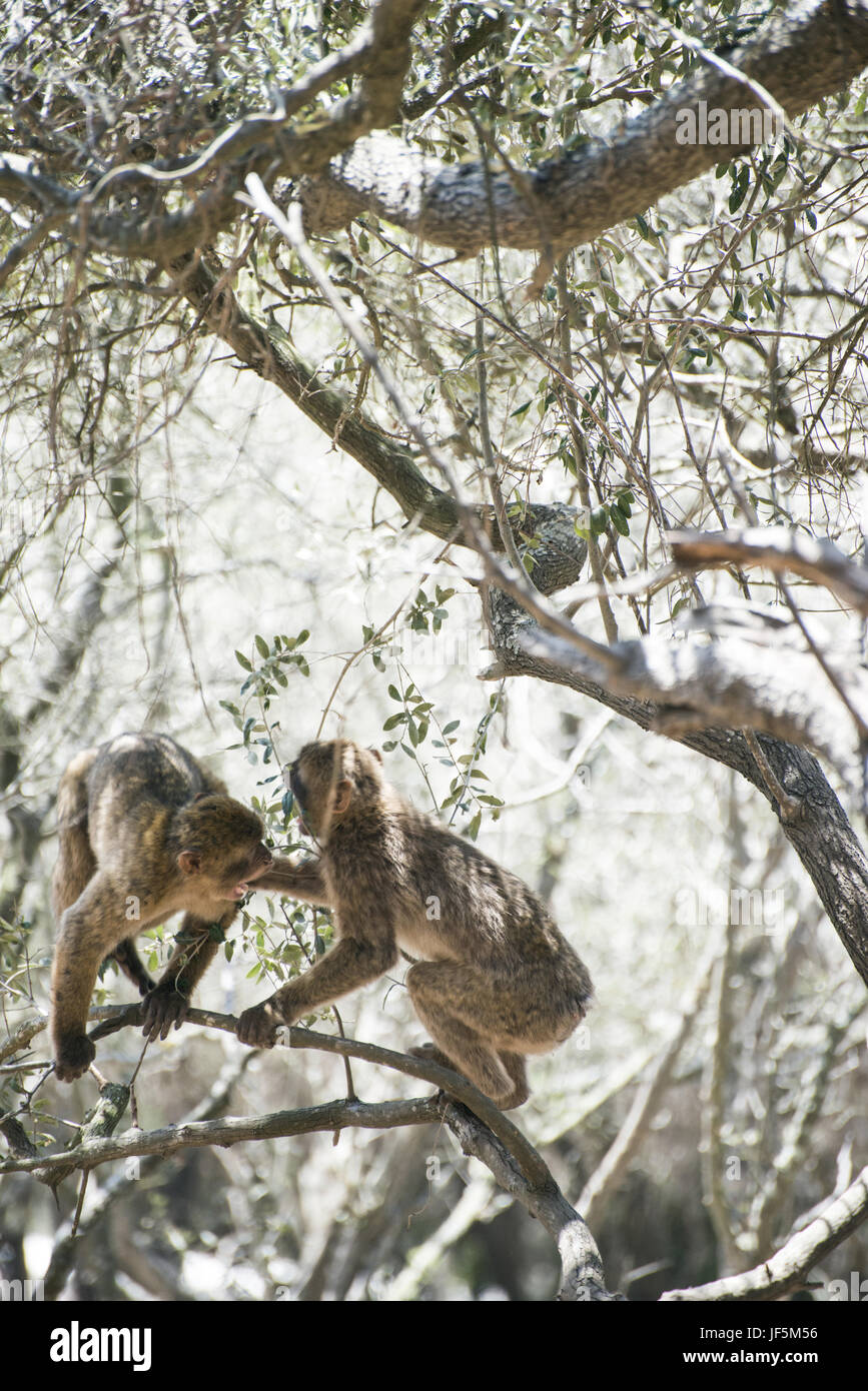 Monkey fight hi-res stock photography and images - Alamy