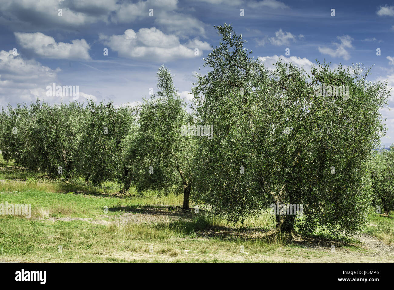 Olive trees in Italy Stock Photo - Alamy