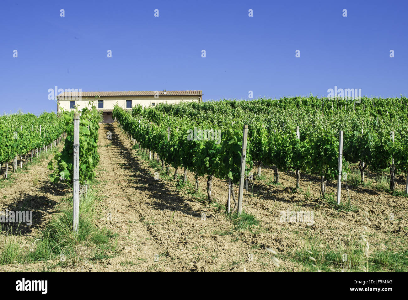 Vine plantations farmhouse in hi-res stock photography and images - Alamy