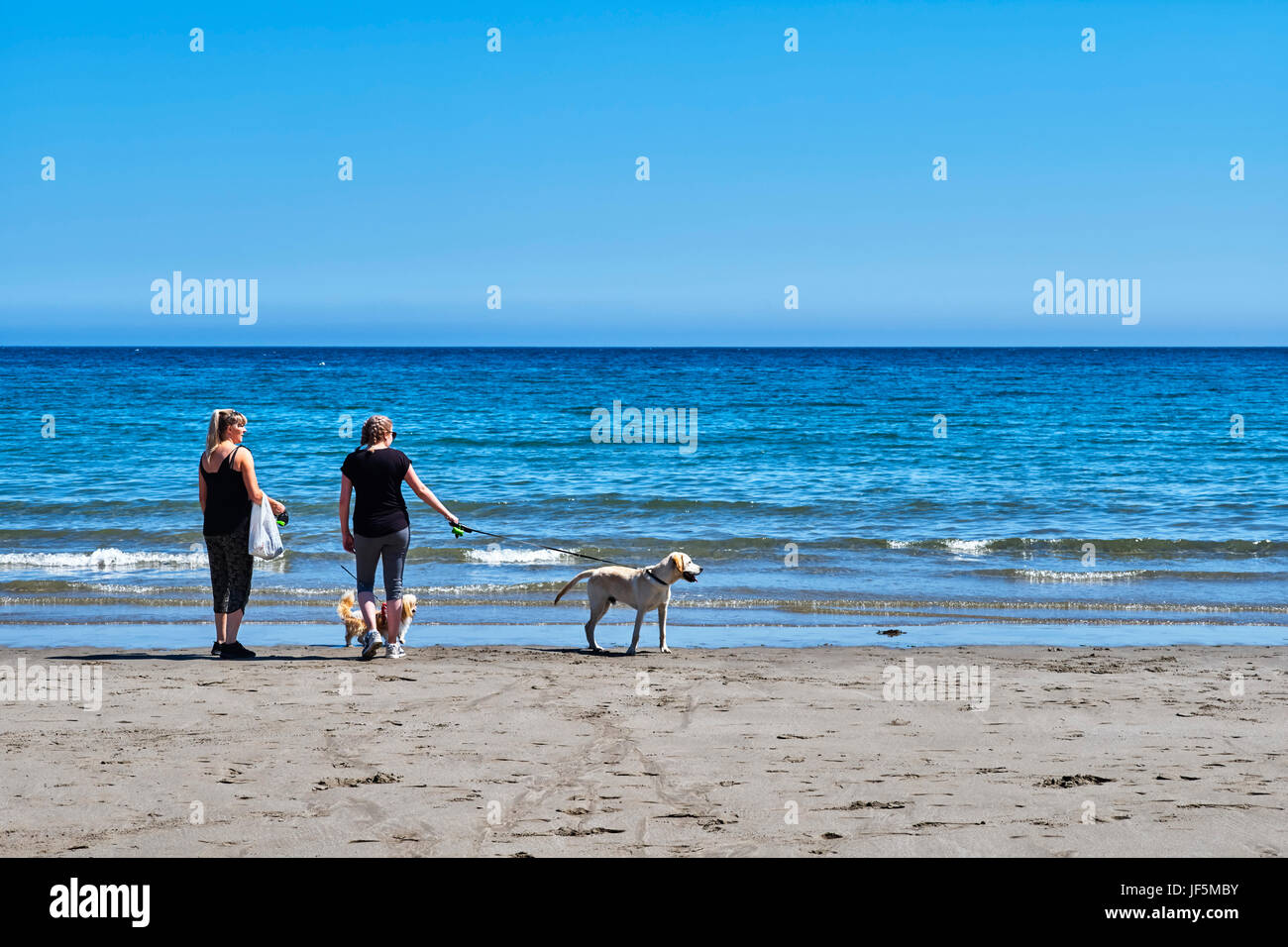 Two dogs on the beach hi-res stock photography and images - Alamy