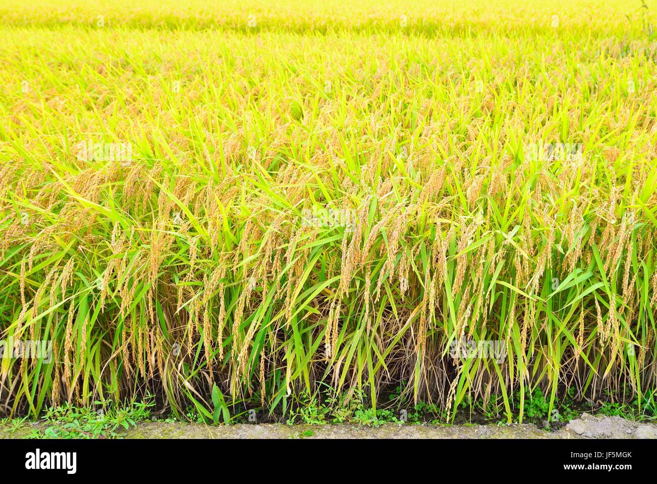 Rice field closeup Stock Photo - Alamy