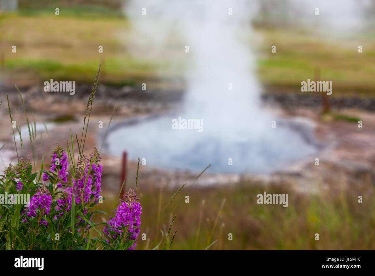 Geothermal Spring on a blooming flower field in Iceland Stock Photo - Alamy