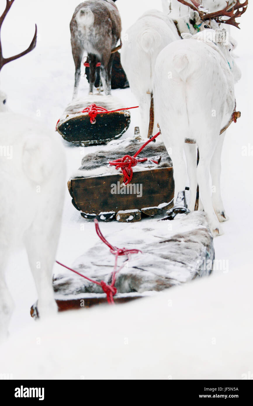 Reindeer pulling sleight Stock Photo - Alamy