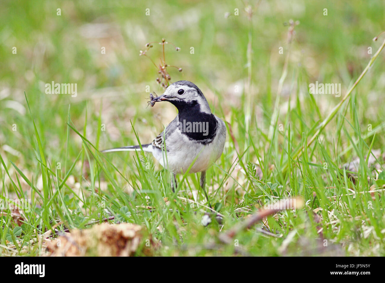 Bird on meadow Stock Photo - Alamy