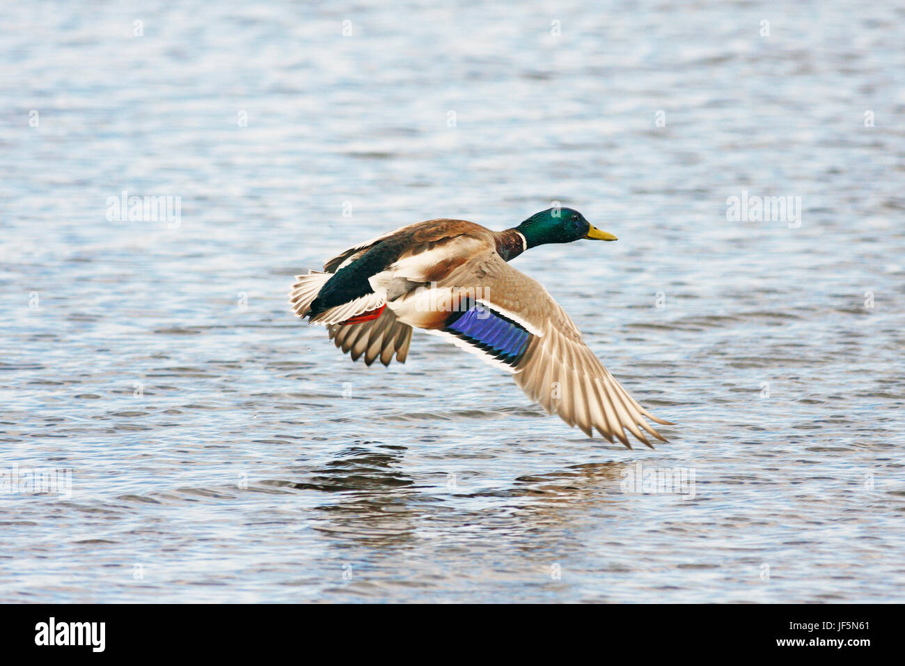 Mallard duck in flight Stock Photo - Alamy