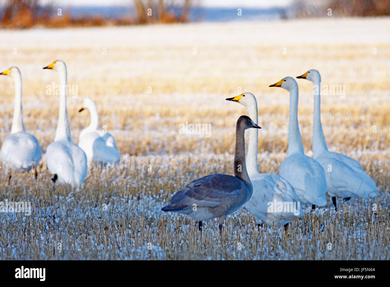 Birds on meadow Stock Photo - Alamy
