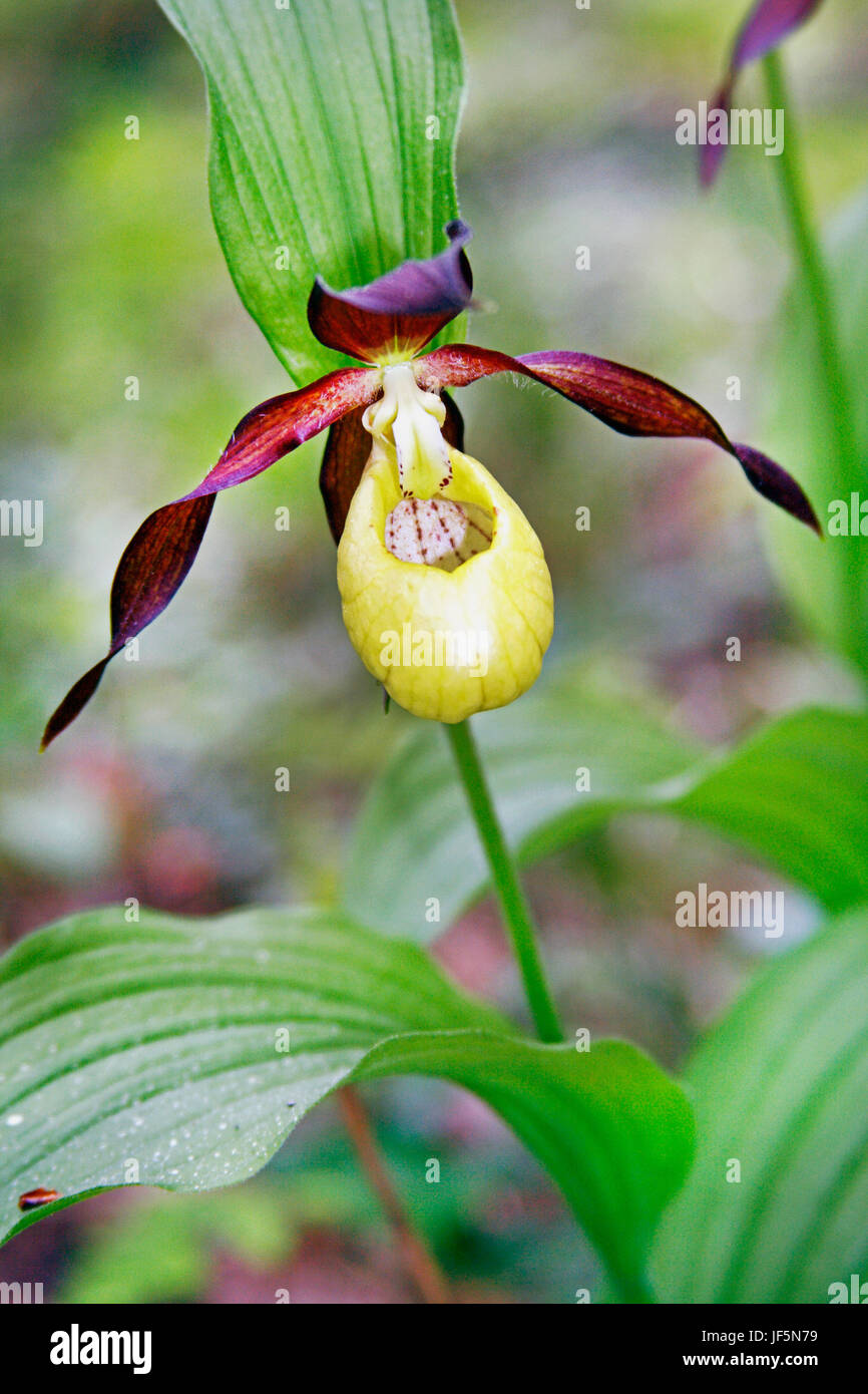 Ladys slipper orchid Stock Photo - Alamy