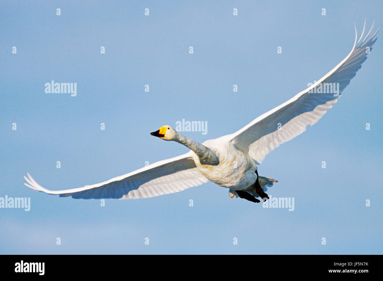 Swan in flight Stock Photo - Alamy