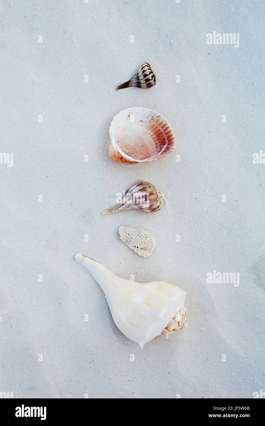 Various shells on beach Stock Photo - Alamy