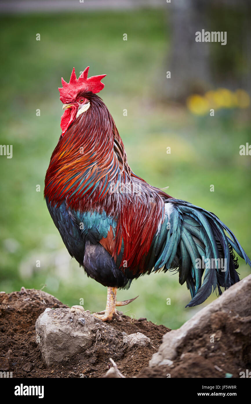 Rooster standing side view hi-res stock photography and images - Alamy