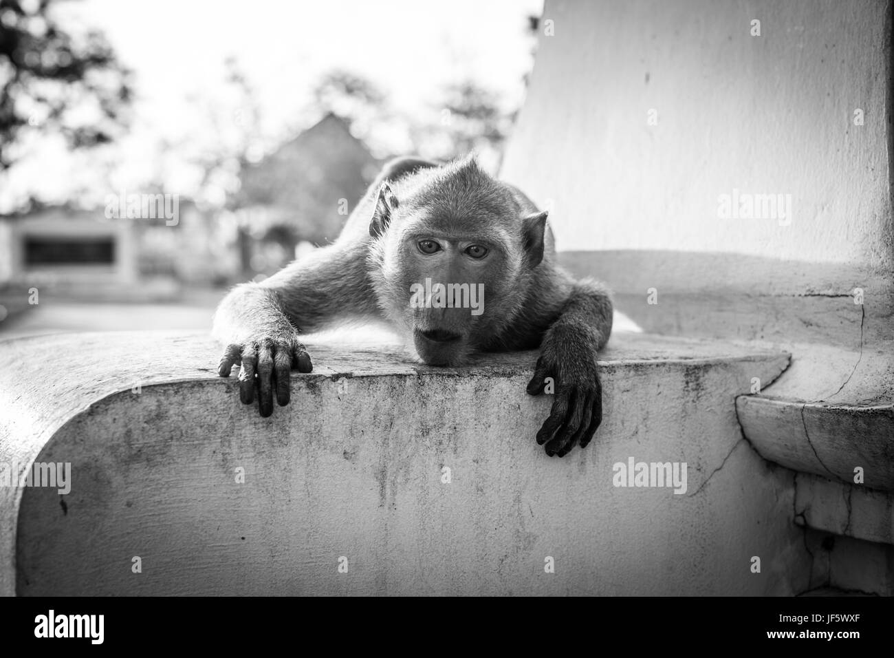 Macaque in nature Black and White Stock Photos & Images - Alamy