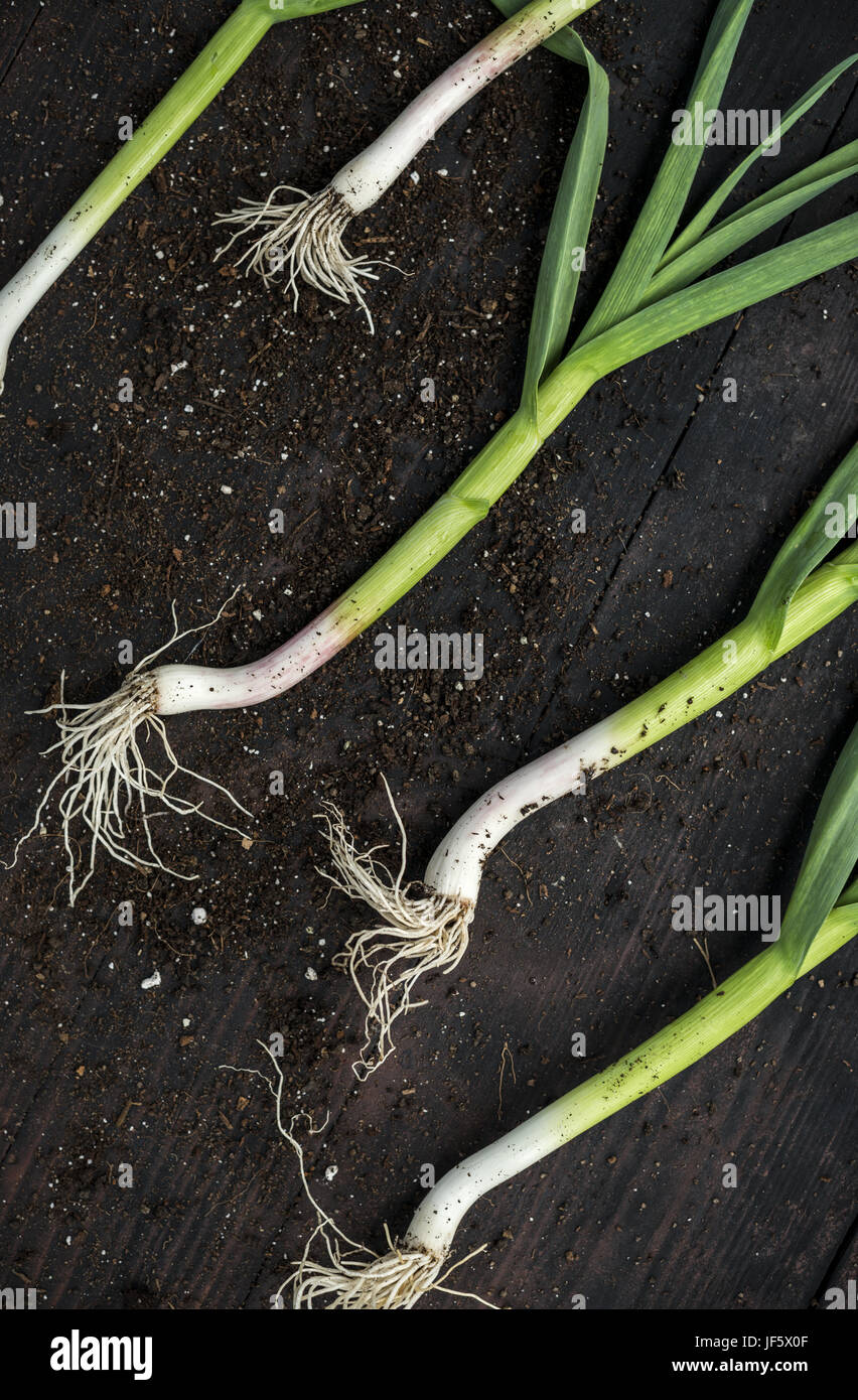 Fresh green garlic Stock Photo - Alamy