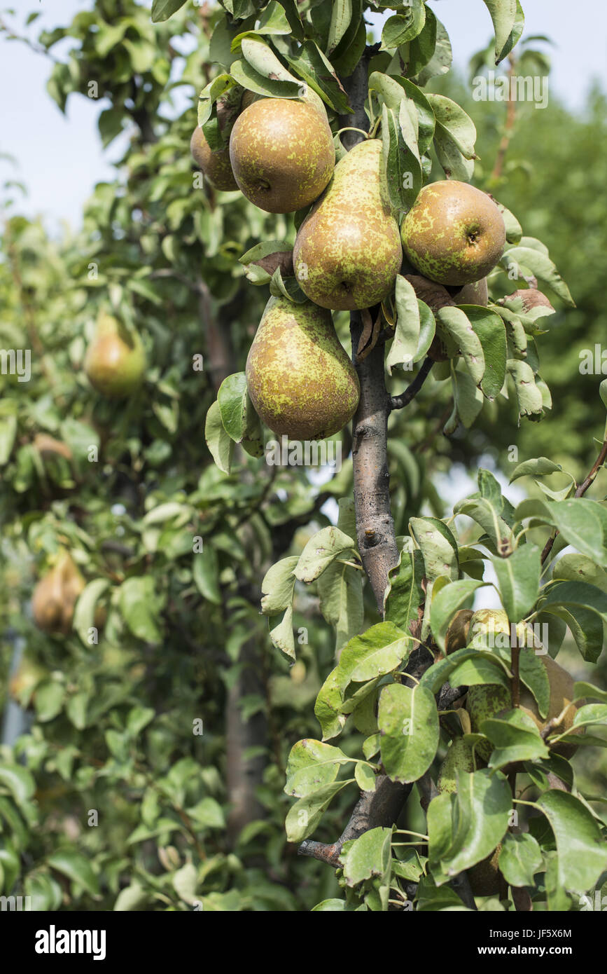 Pears in orchard Stock Photo - Alamy