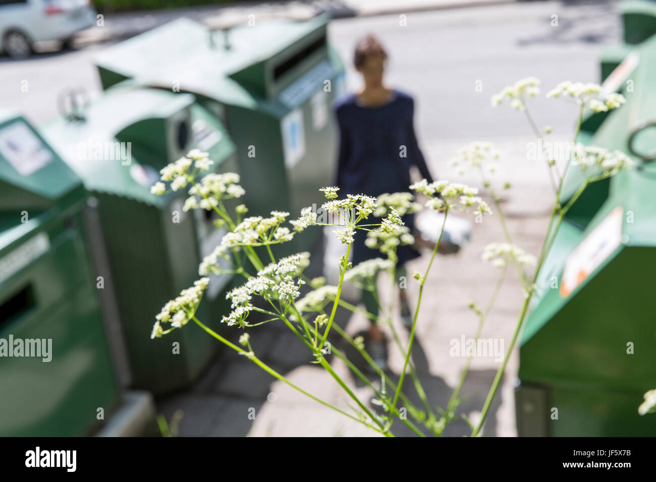 Flower and person throwing paper to dustbin in background Stock Photo ...