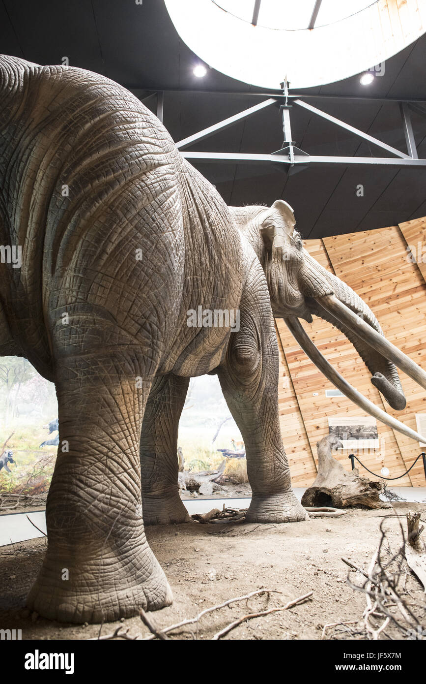 Large mammoth model hi-res stock photography and images - Alamy
