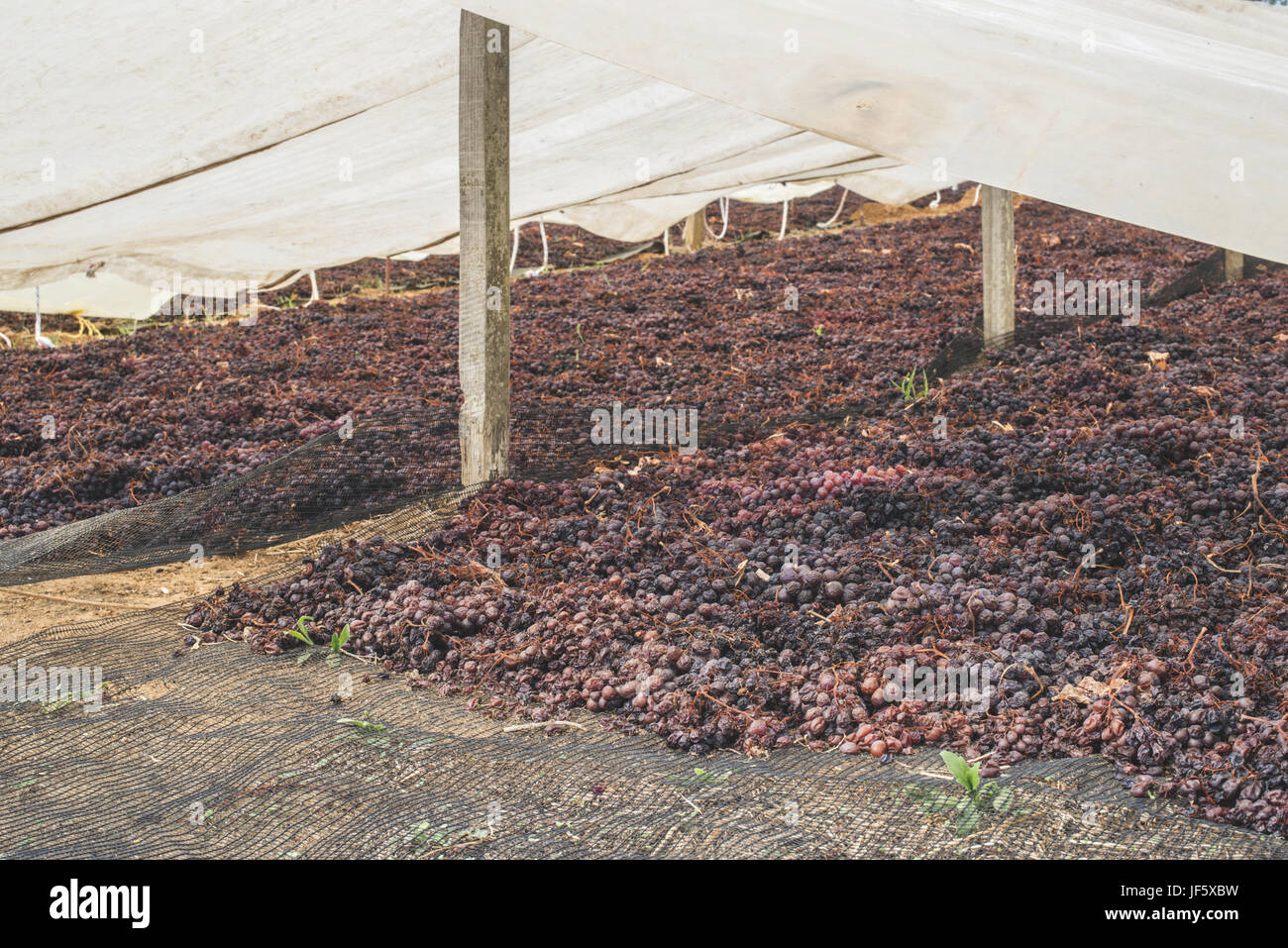 Drying grapes for raisins Stock Photo - Alamy