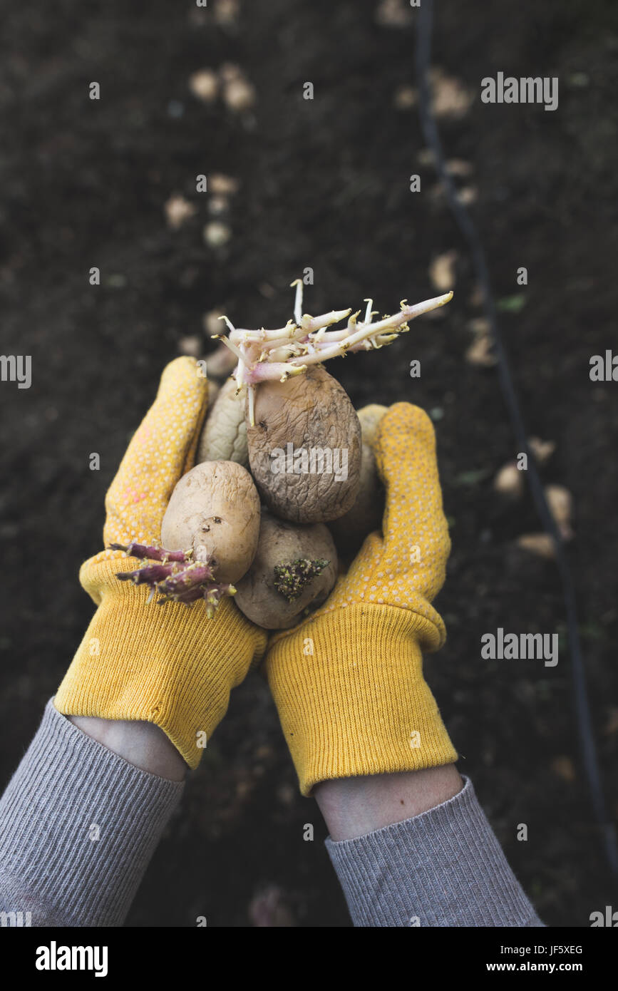 Potato seed crate hi-res stock photography and images - Alamy