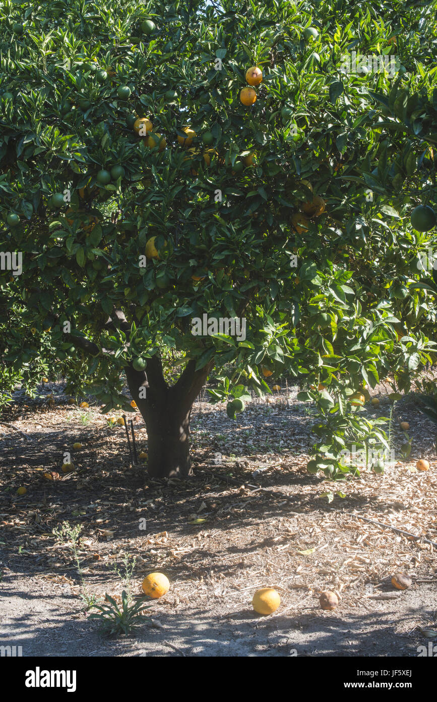 Orange trees in plantation Stock Photo - Alamy