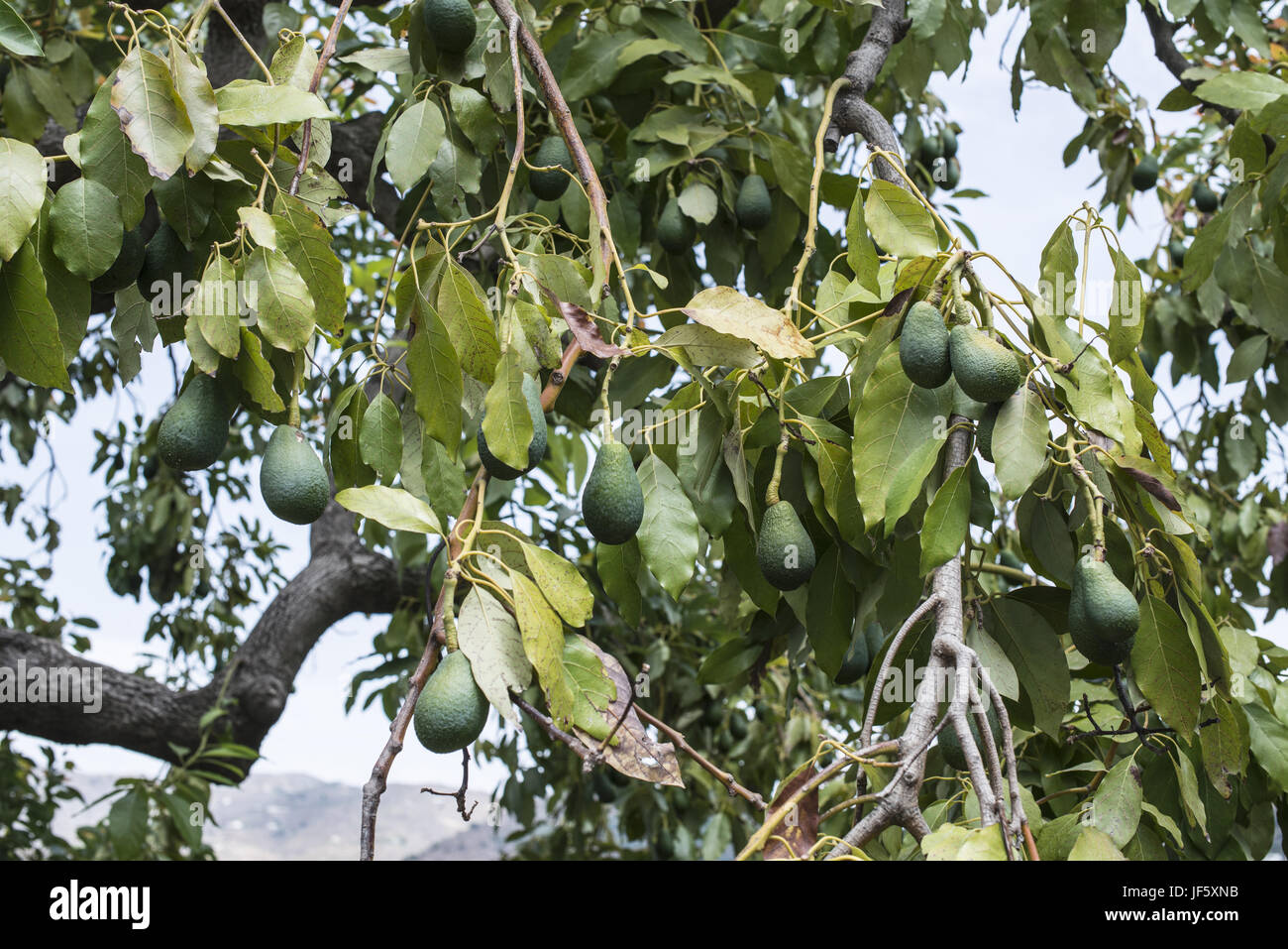 Avocado on a tree Stock Photo - Alamy