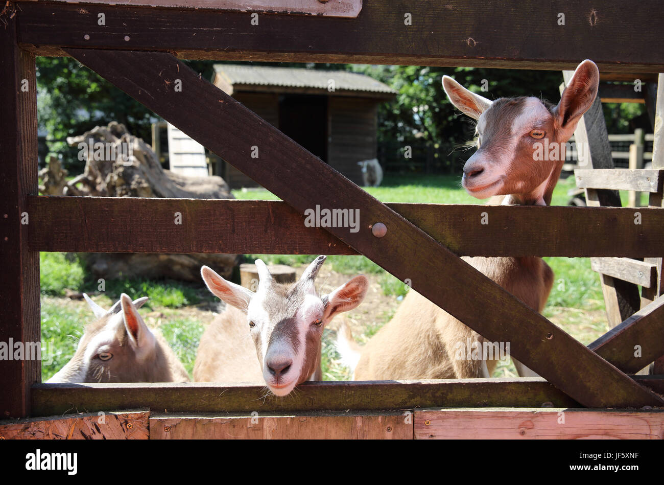 Stepney City Farm, in the East End of London, in England, UK Stock ...