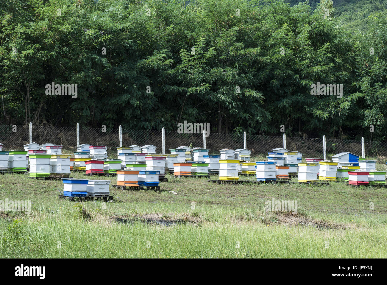 Beehives in bee farm Stock Photo - Alamy