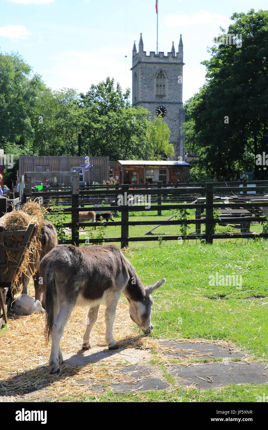 Stepney City Farm, in the East End of London, in England, UK Stock ...