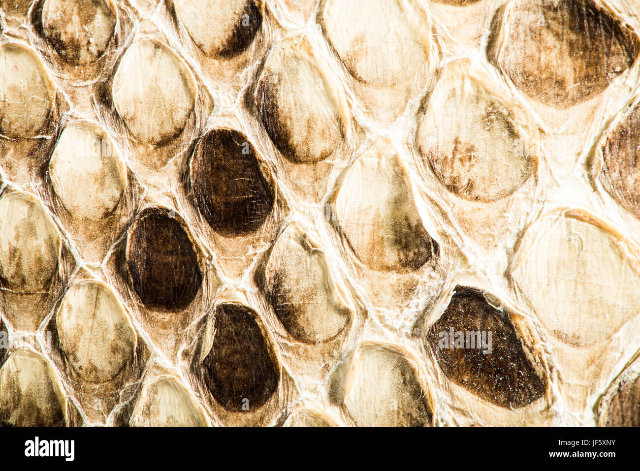 Texture of genuine snakeskin Stock Photo - Alamy