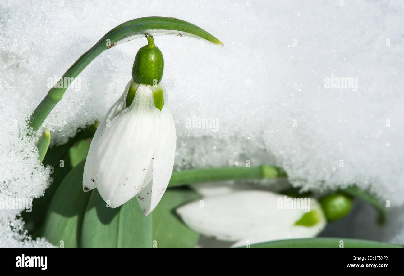 Snowdrop flower in a snow Stock Photo - Alamy