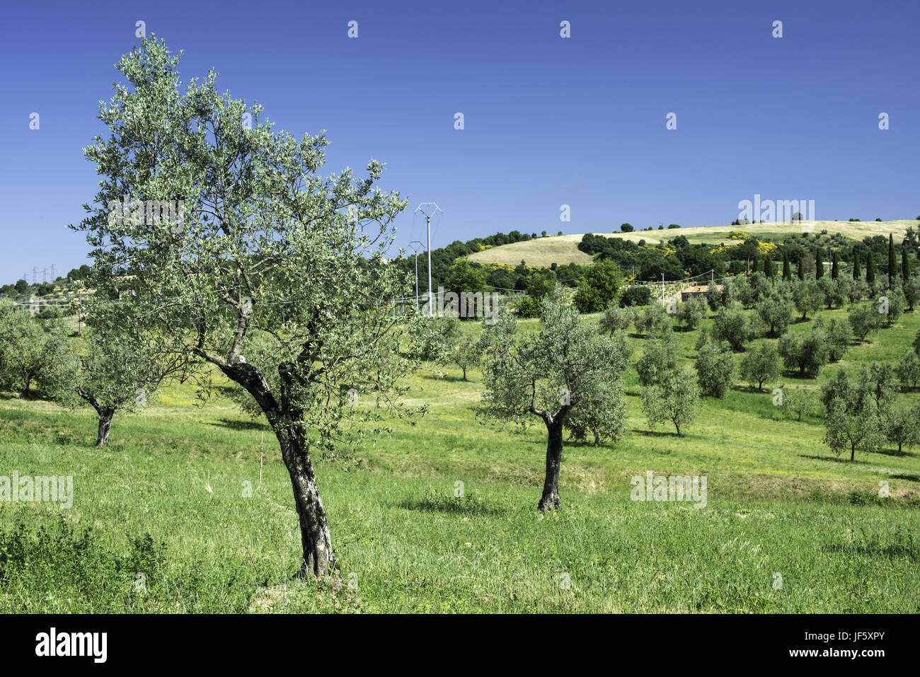 Olive trees in Italy Stock Photo - Alamy