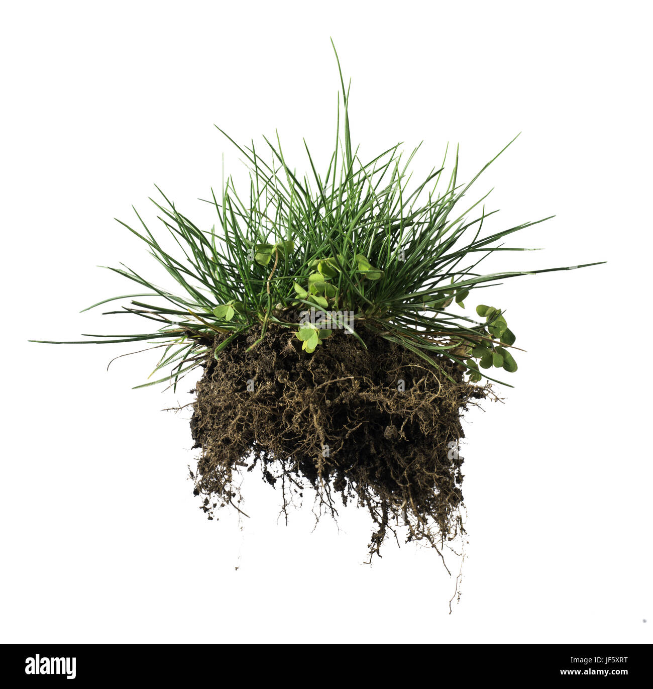 Turf grass and earth Stock Photo - Alamy