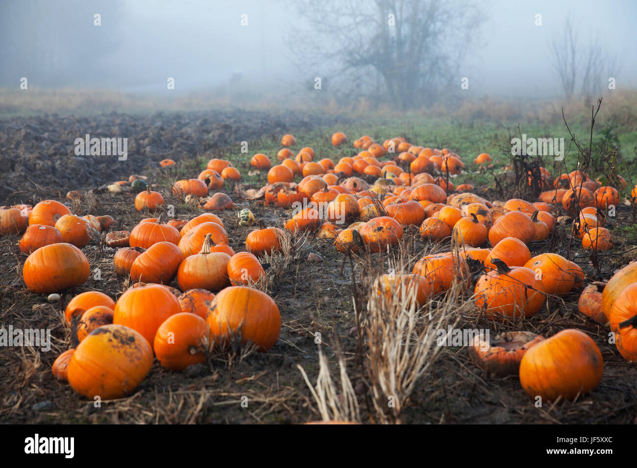 Pumpkins on field Stock Photo - Alamy