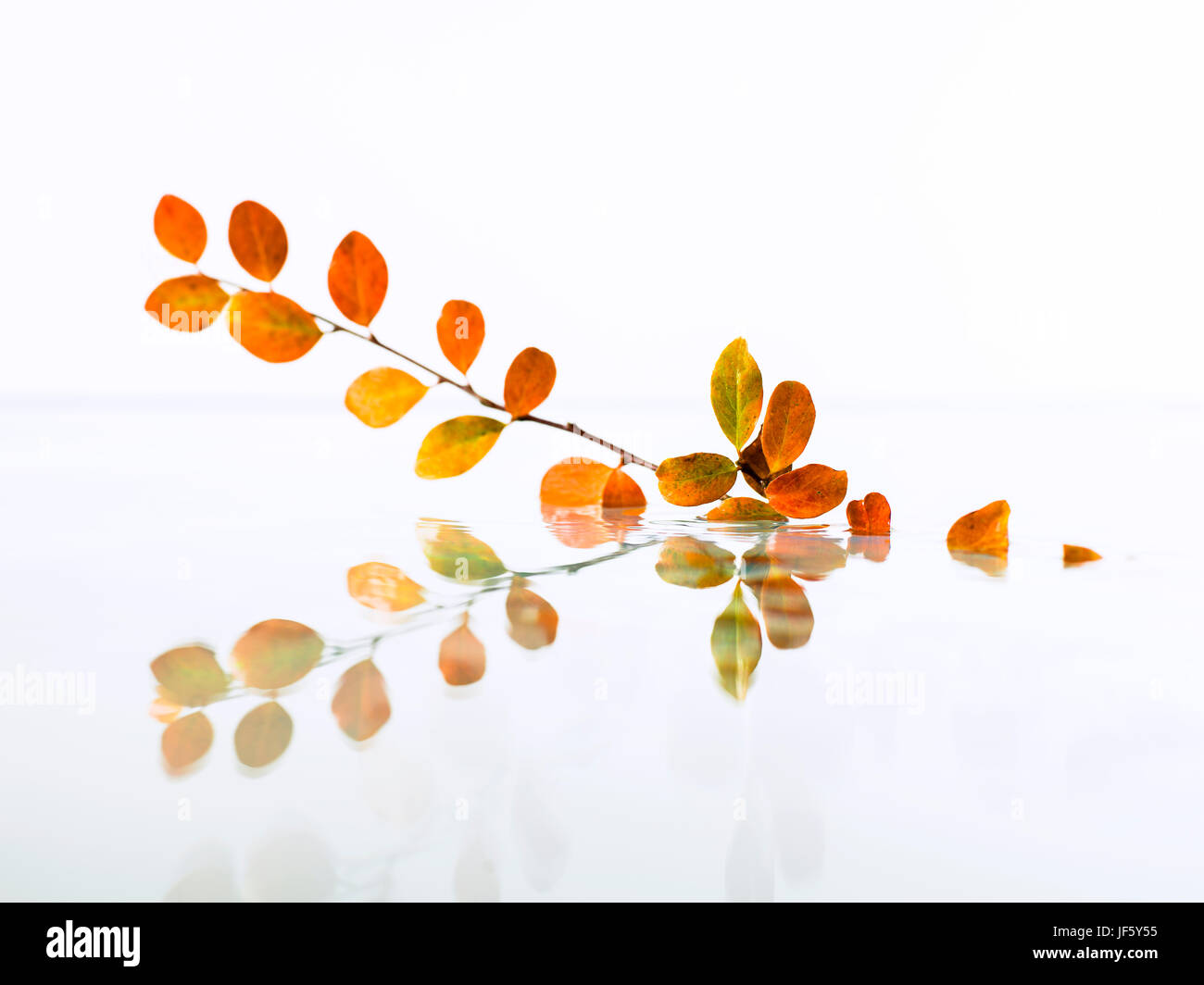 Twig with leaves on white background Stock Photo - Alamy