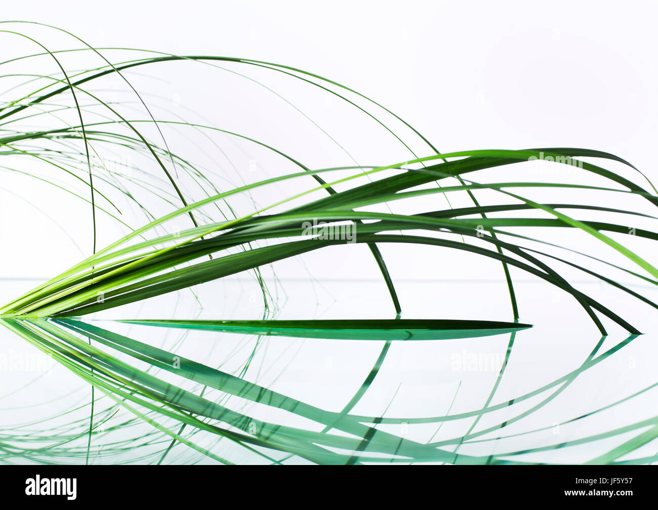 Reeds on white background Stock Photo - Alamy