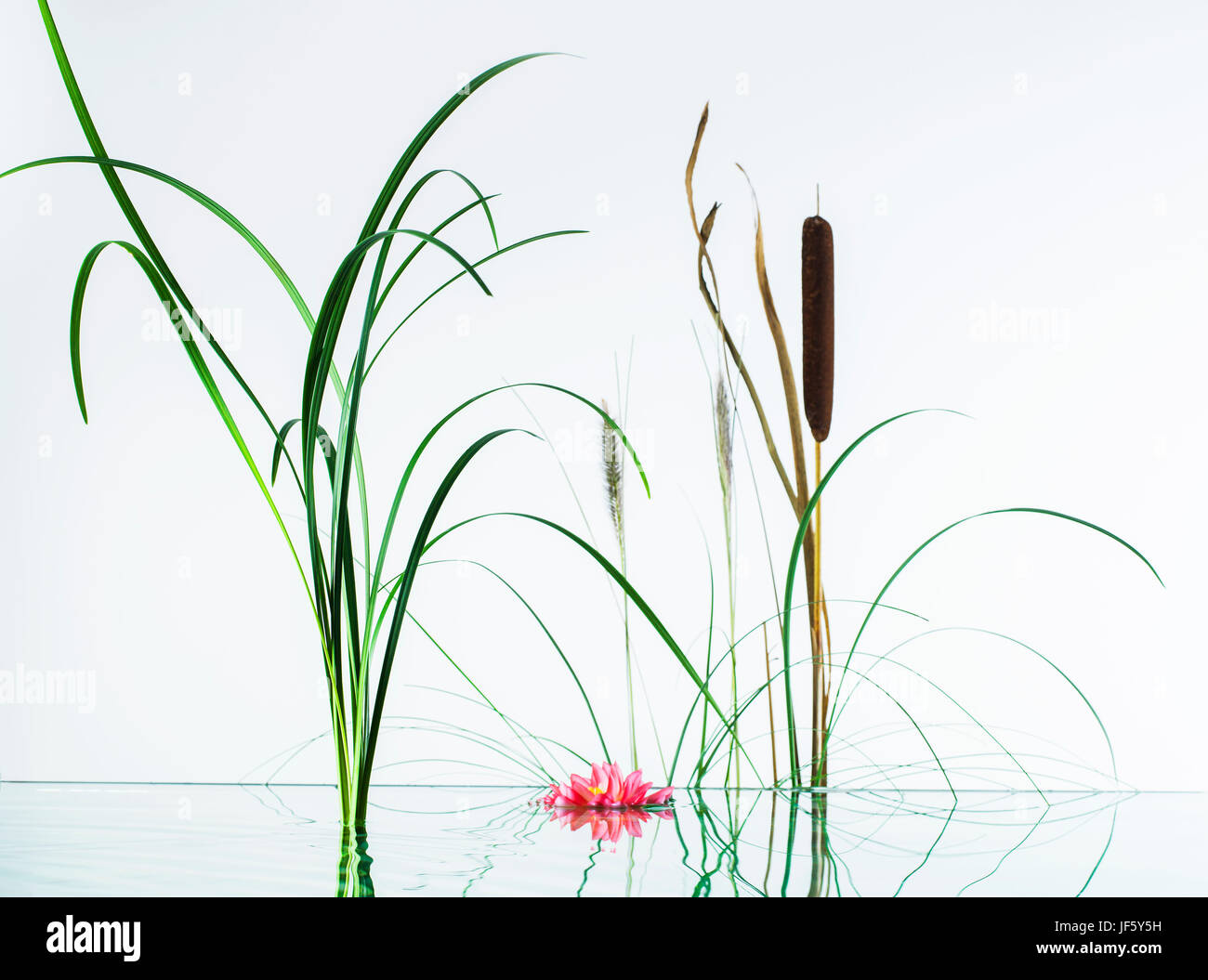 Water plants on white background Stock Photo - Alamy