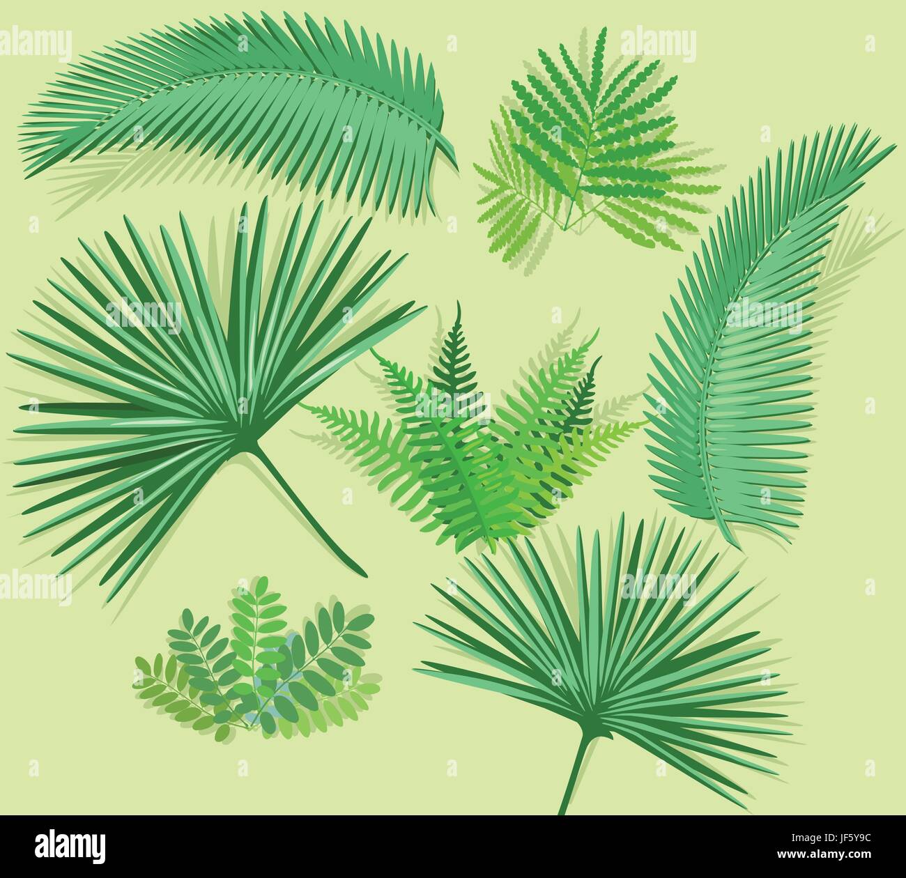 palm frond with fern Stock Vector Image & Art - Alamy