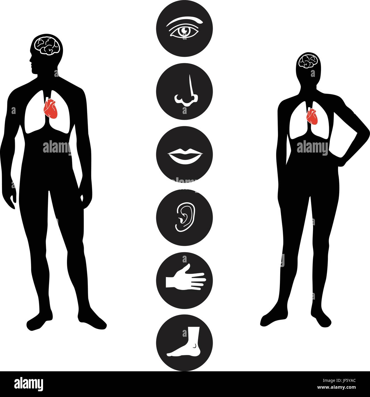 Human anatomy icons parts hi-res stock photography and images - Alamy