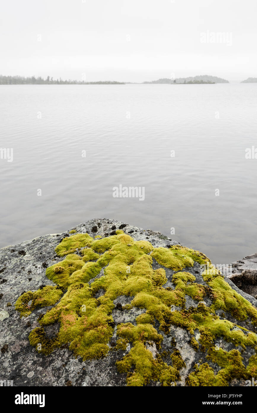 Moss on rock Stock Photo - Alamy