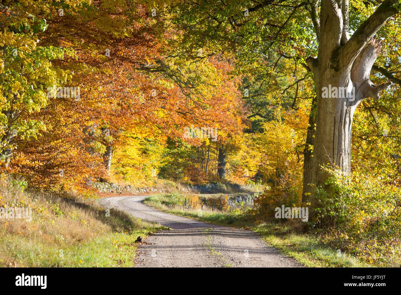 Dirt track in forest Stock Photo - Alamy