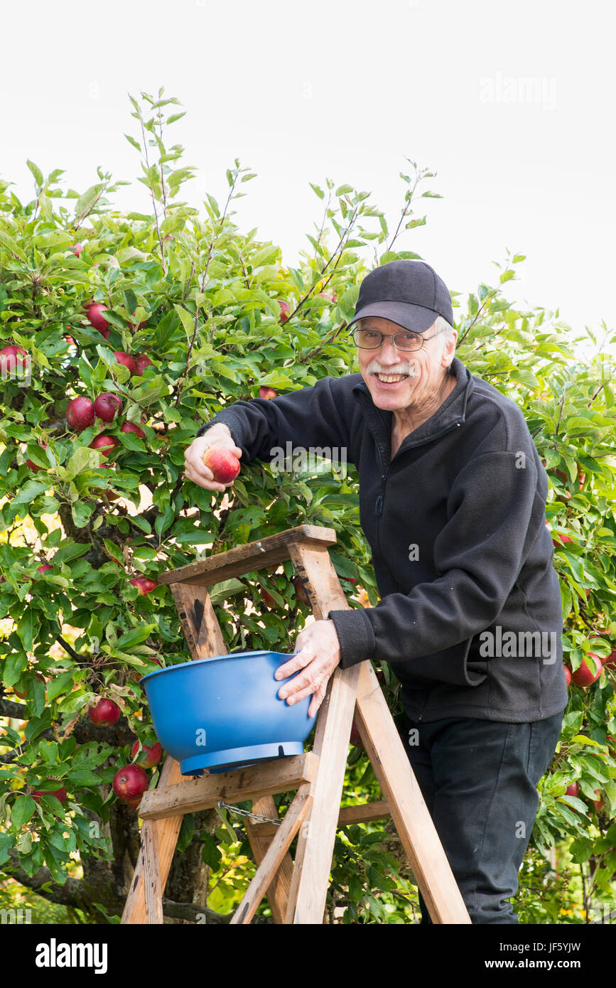 Senior man picking apples Stock Photo - Alamy