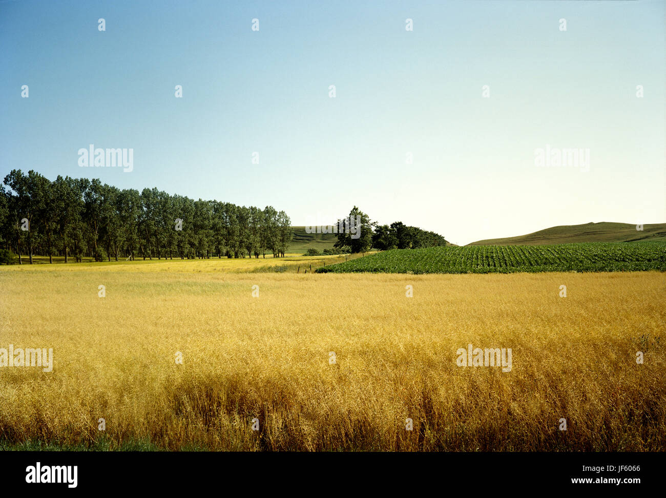 Fields at summer Stock Photo - Alamy