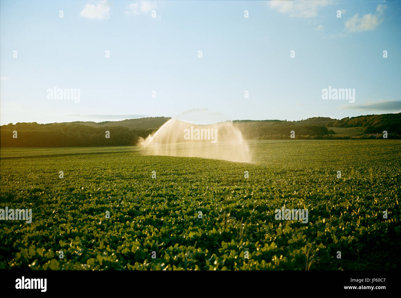Sprinkler watering field Stock Photo - Alamy
