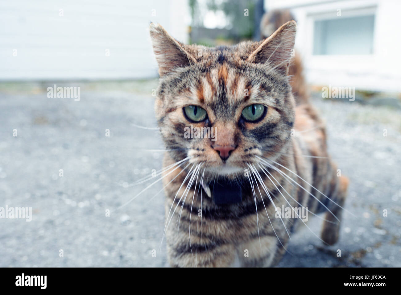 Cat looking at camera Stock Photo - Alamy