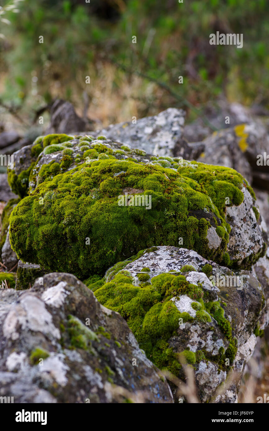 Moss-covered stone wall, Gran Canaria, background blurred Stock Photo ...