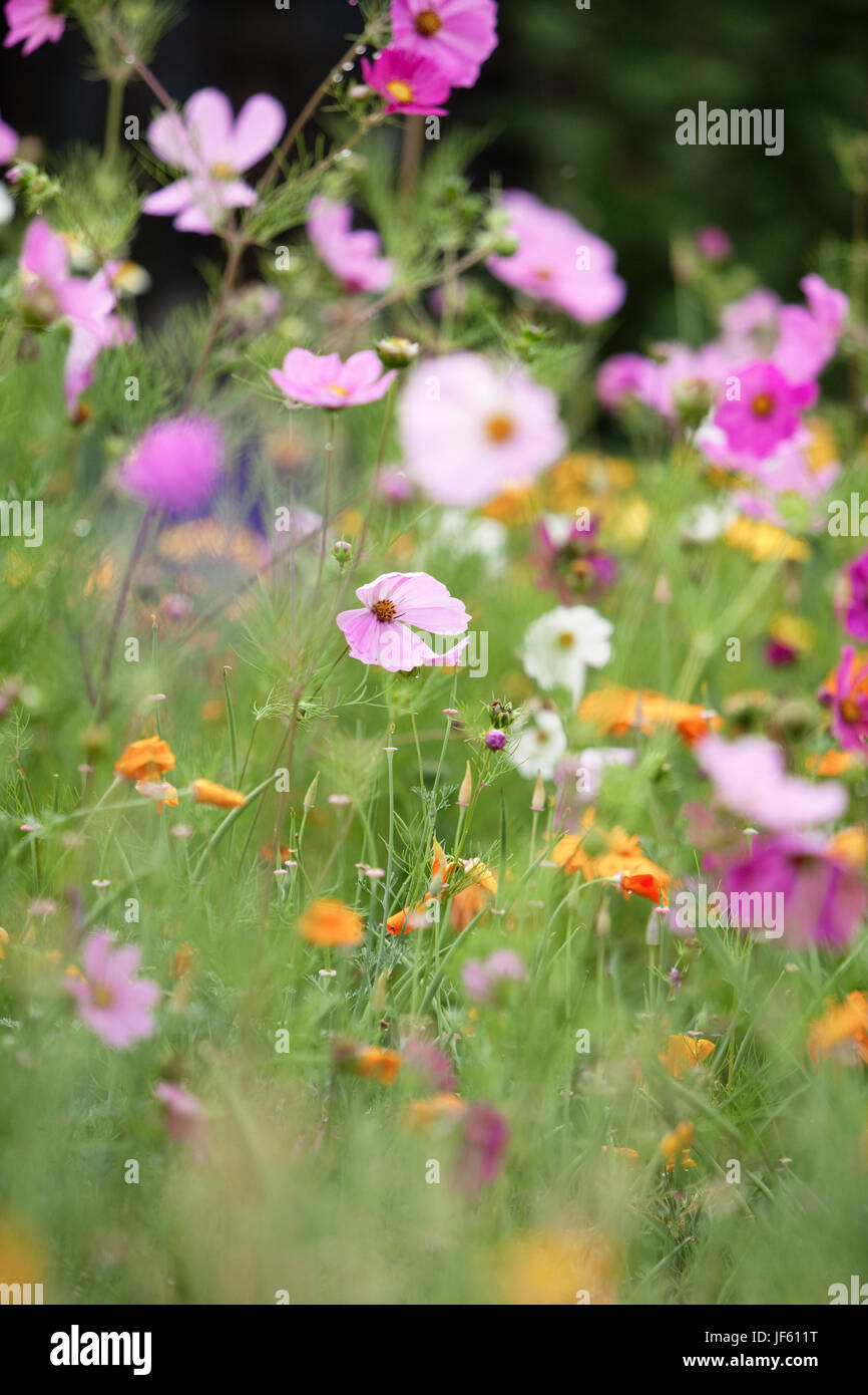 Purple flowers in garden Stock Photo - Alamy