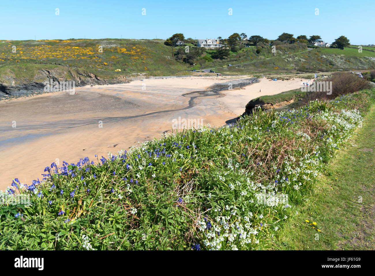 Cornwall beach flowers hi-res stock photography and images - Alamy