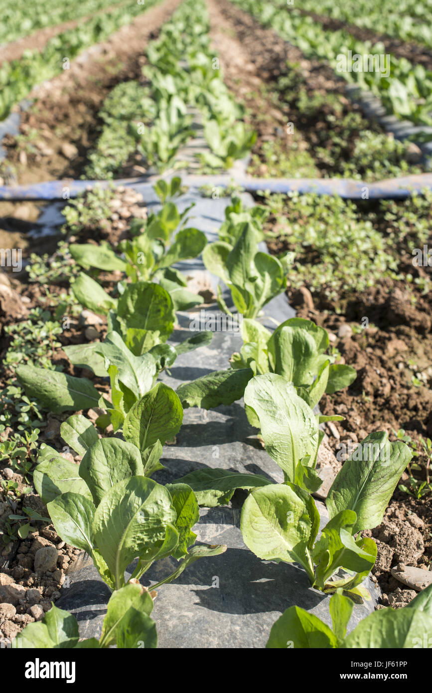 Lettuce field in rows Stock Photo - Alamy